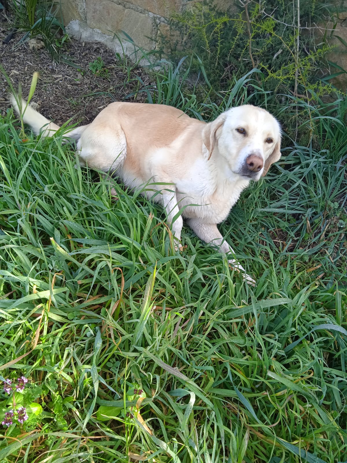 Sasha cane a Messina in Regalo