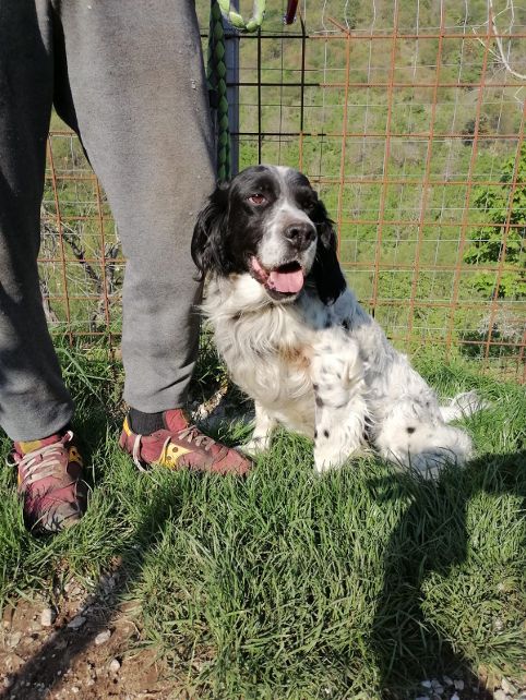 Nilo, Setter Inglese cane a Salerno in Regalo