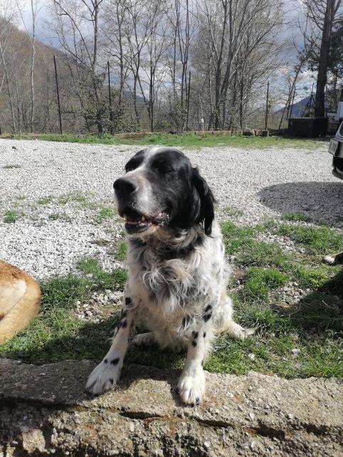 Nilo, Setter Inglese cane a Salerno in Regalo