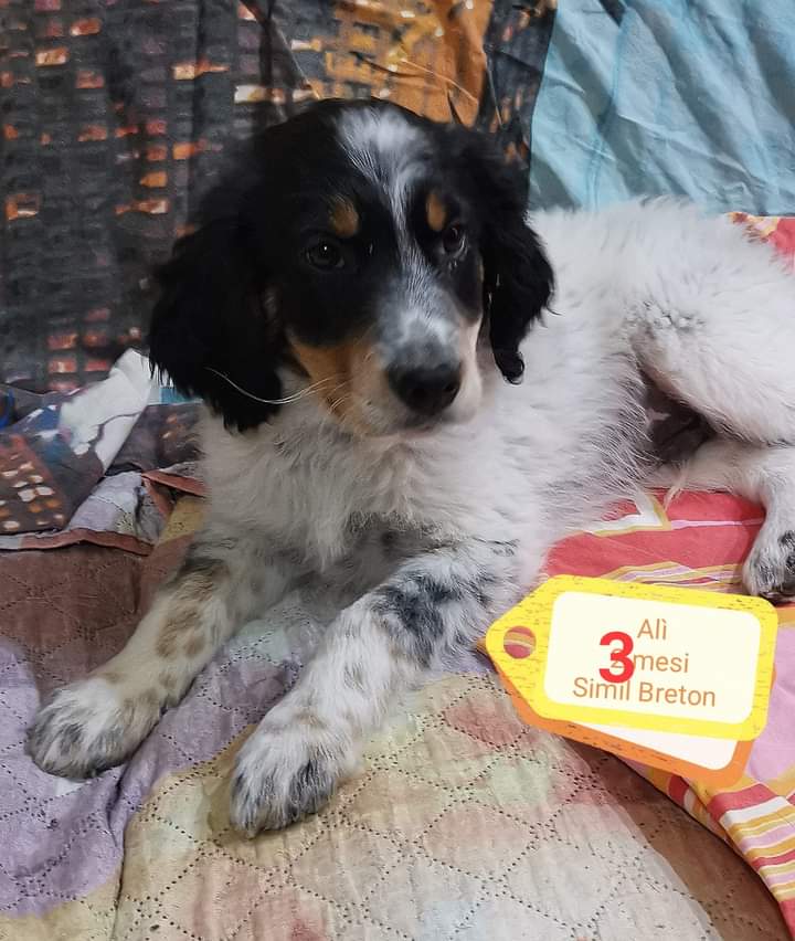 Aky Cucciolo Di Breton cane a Milano in Regalo