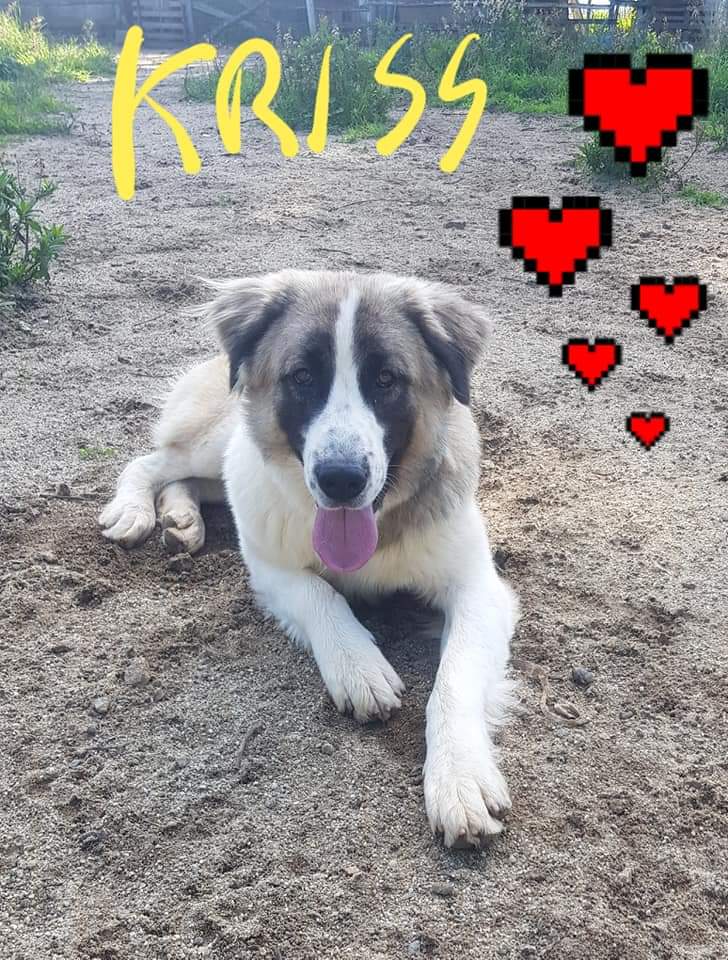 Kriss Gigante Buono cane a Reggio Calabria in Regalo