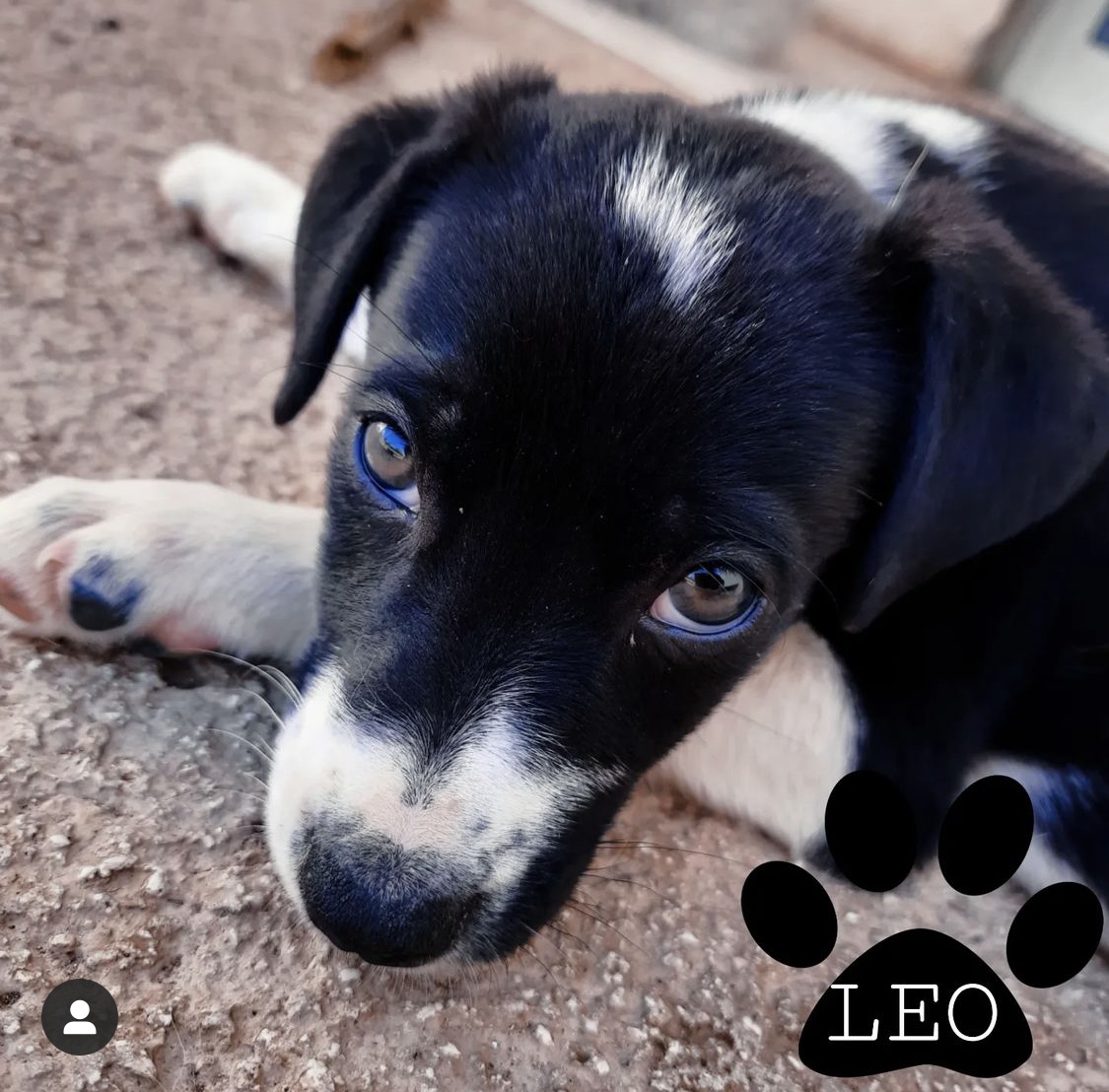 Leo cane a Bari in Regalo