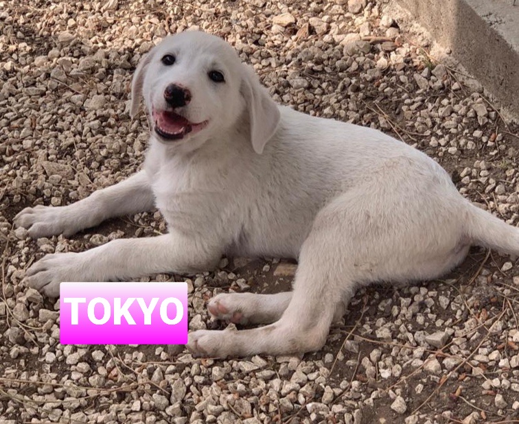 Tokyo, Simil Labrador In Adozione. cane a Milano in Regalo