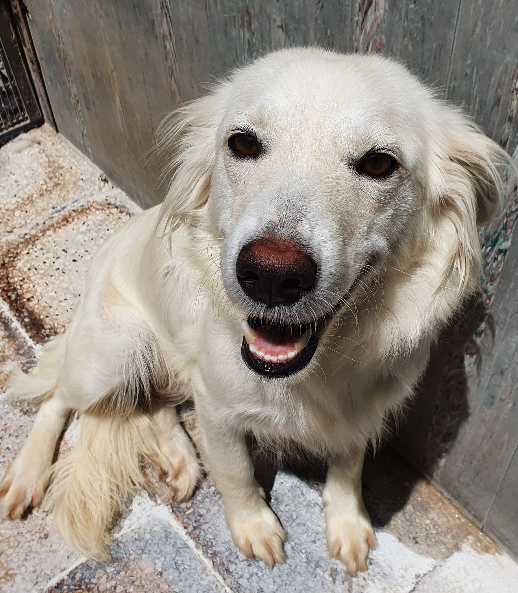 Chicca,Una Vita Di Dolore E Sofferenza...adottabile In Tutta Italia ...