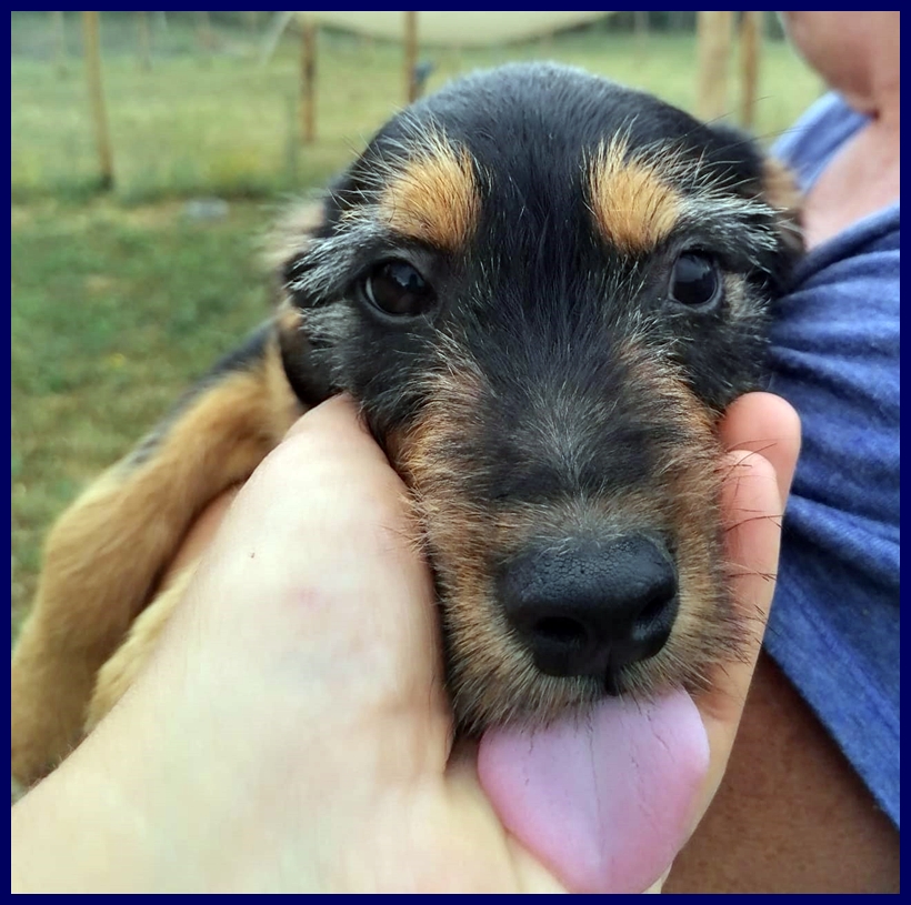 Pico Bass Cucciolo 3 Mesi E Mezzo Tg Medio Piccola Dolcissimo cane in ...