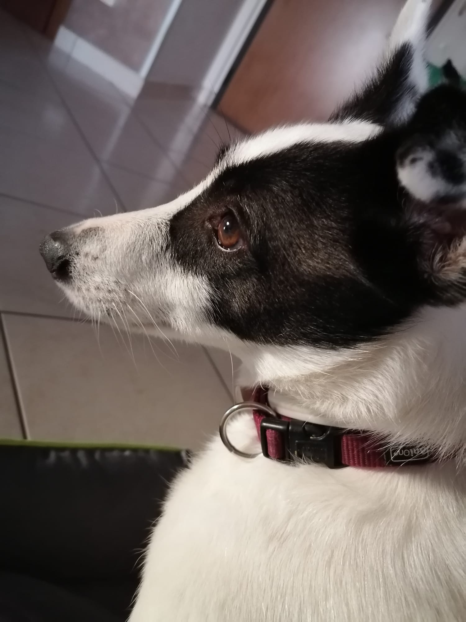 Tabata 5 Anni Adozione Seria cane a Milano in Regalo