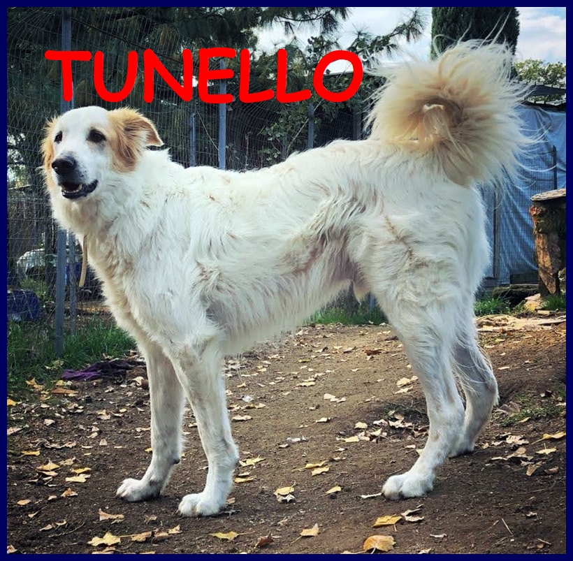 Tunello Simil Maremmano 6 Anni, Un Patatone Supercoccolone In Cerca Di ...