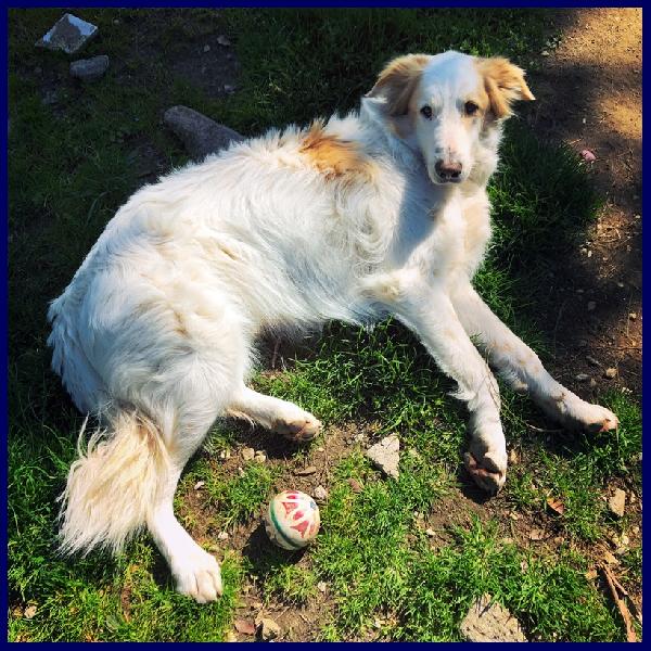 Tunello Simil Maremmano 6 Anni, Un Patatone Supercoccolone In Cerca Di ...