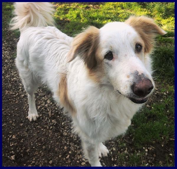 Tunello Simil Maremmano 6 Anni, Un Patatone Supercoccolone In Cerca Di ...