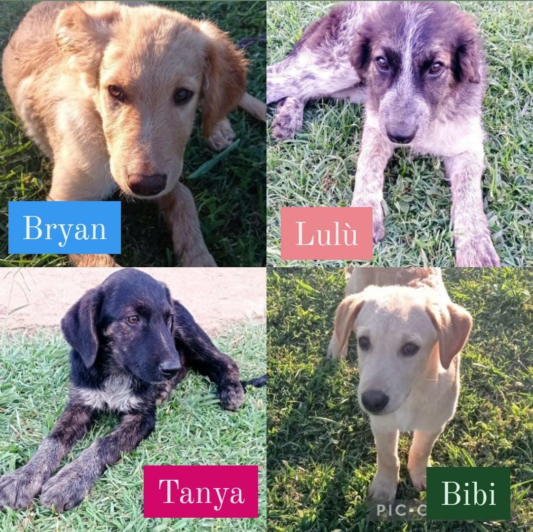 4 Meravigliosi Cuccioli Simil Pastore / Golden Retriever cane a ...