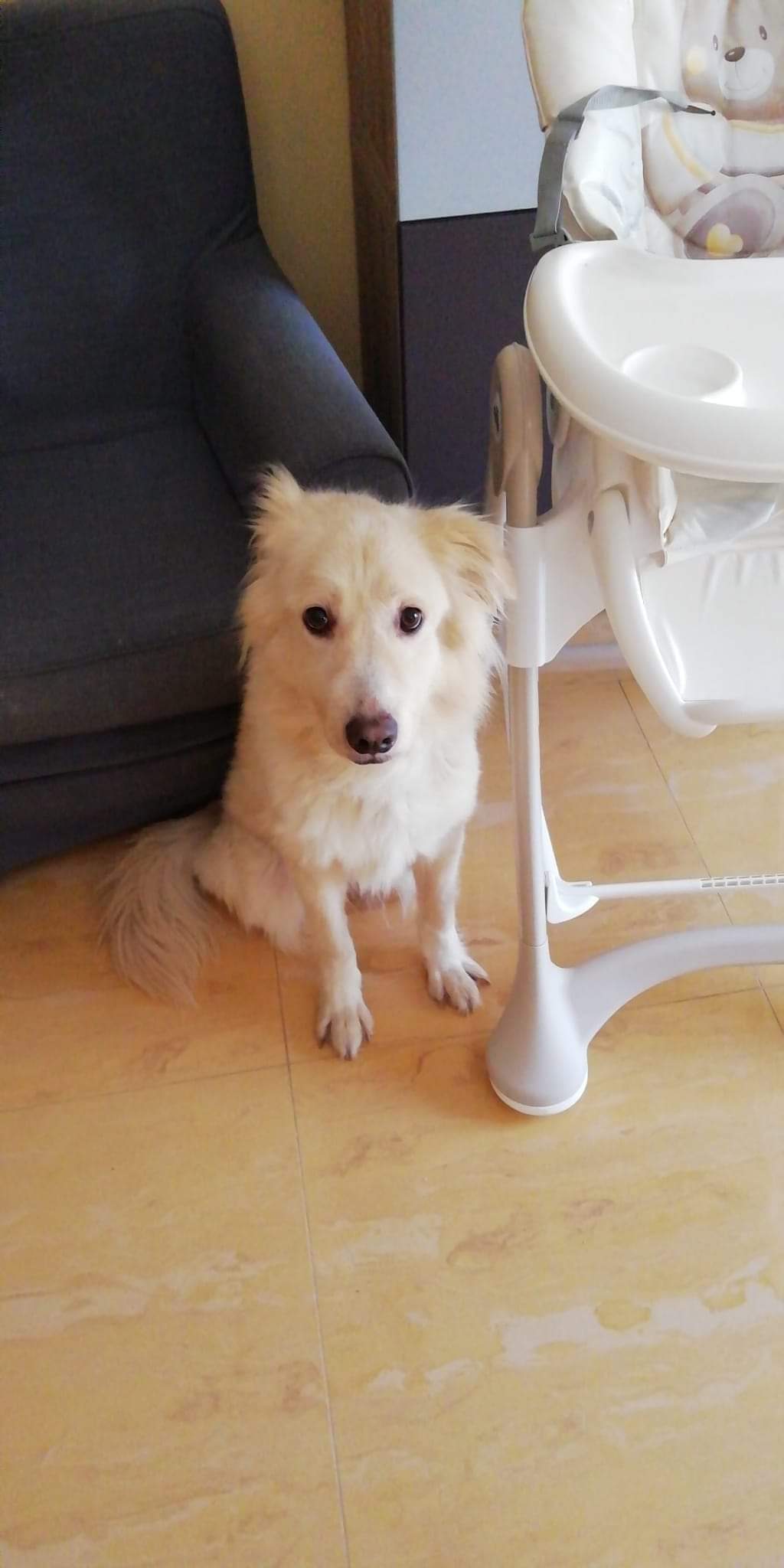 Cane Femmina Cerca Una Nuova Casa cane a Battipaglia in Regalo