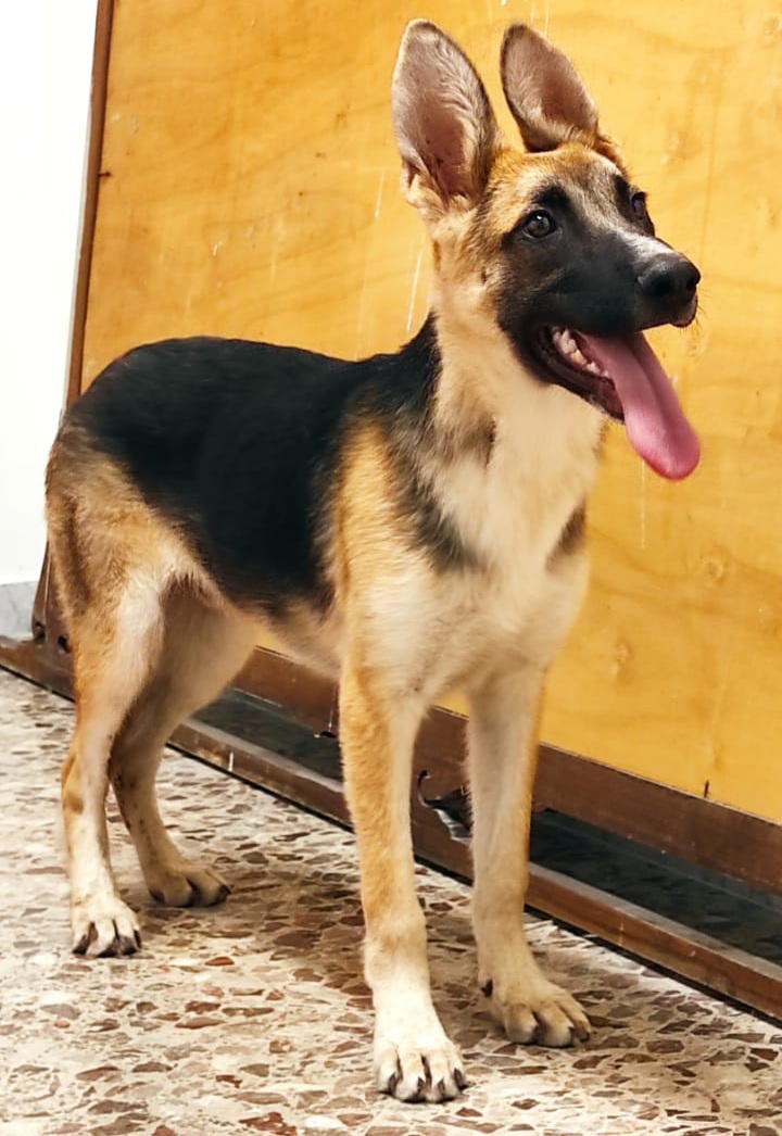 Simil Pastore Tedesco Sogna Una Famiglia. Lui È Valentino. cane a Udine ...