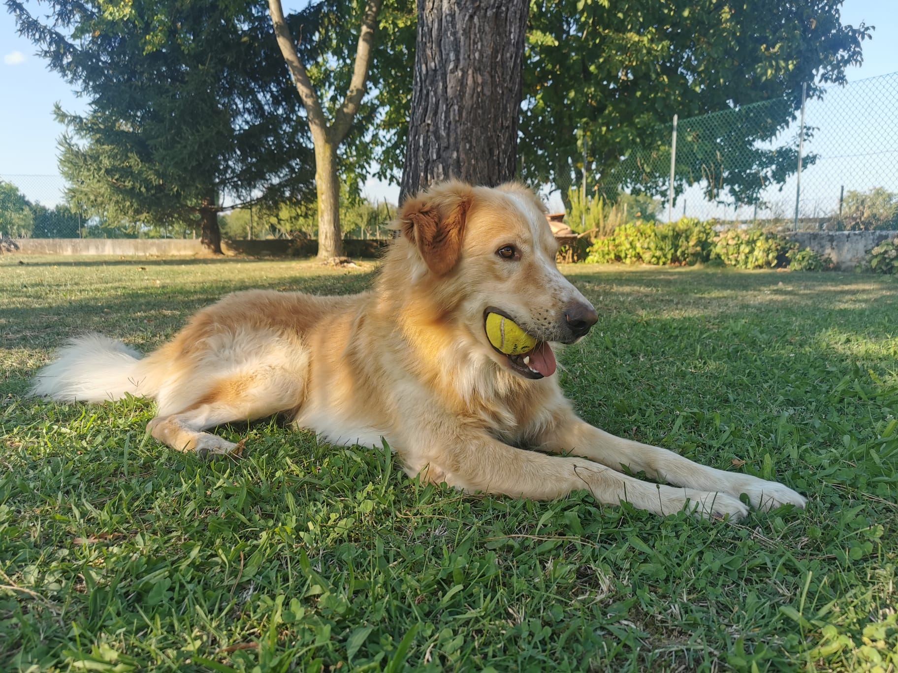 Lucky cane a Gonars in Regalo