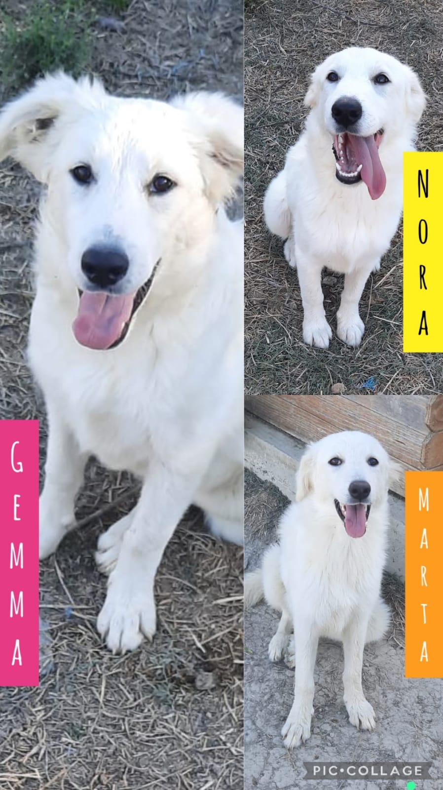 3 Splendide Cucciolotte Simil Pastore Maremmano/golden Retriever cane a ...