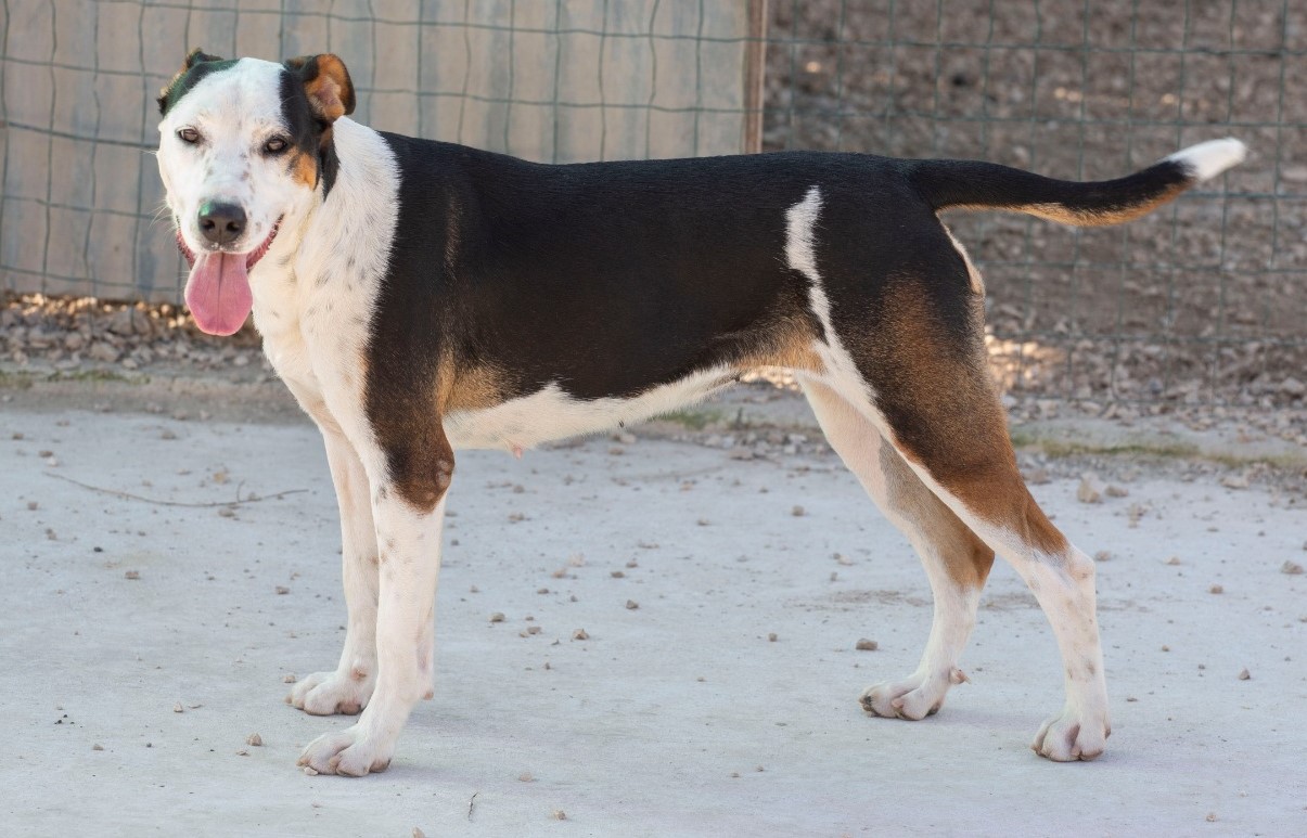 Cleopatra cane a Milano in Regalo