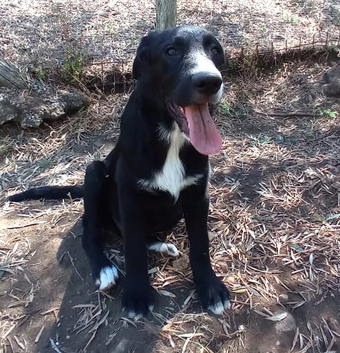 Hero Un Patatone Invisibile cane a Milano in Regalo