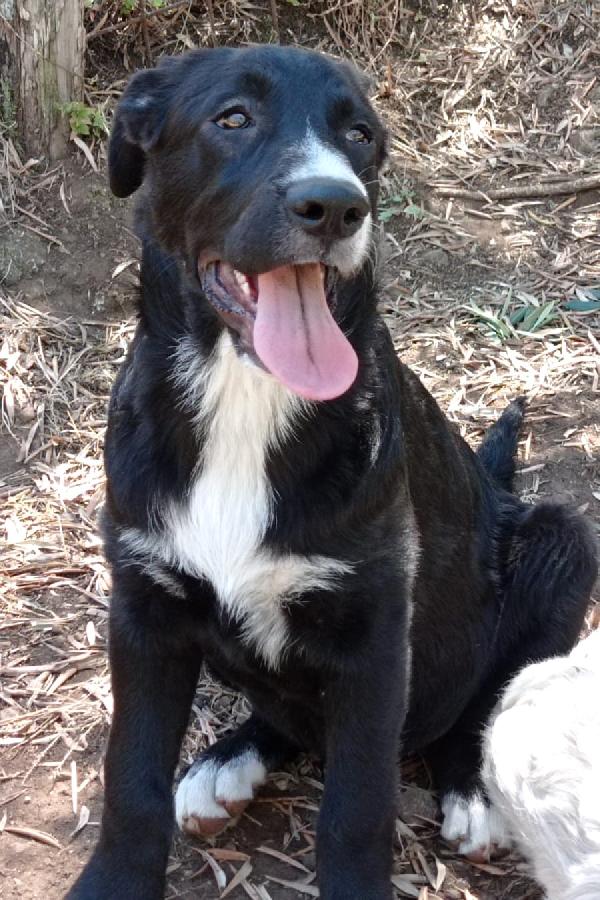 Hero Un Patatone Invisibile cane a Milano in Regalo