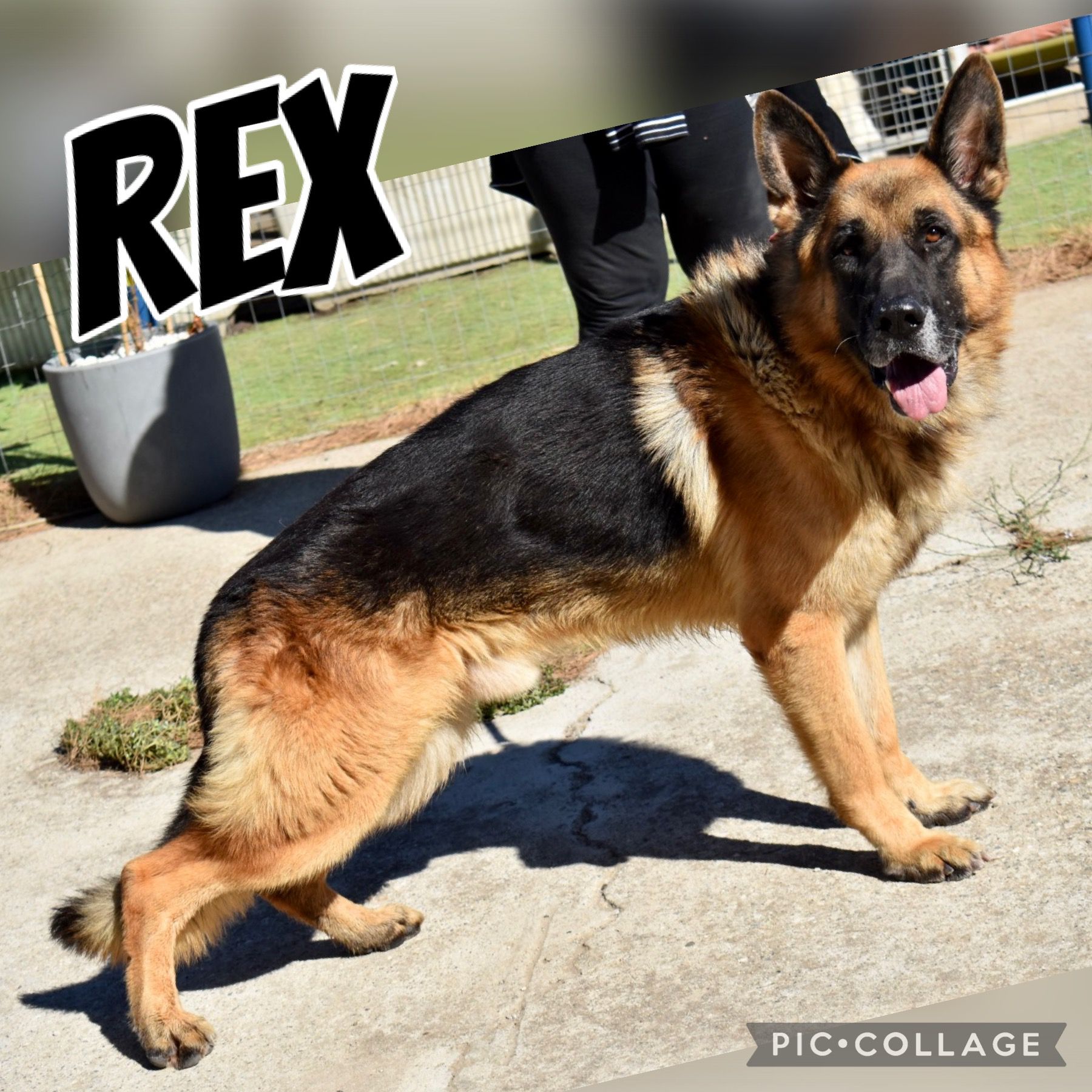 Rex cane a Isola Di Capo Rizzuto in Regalo