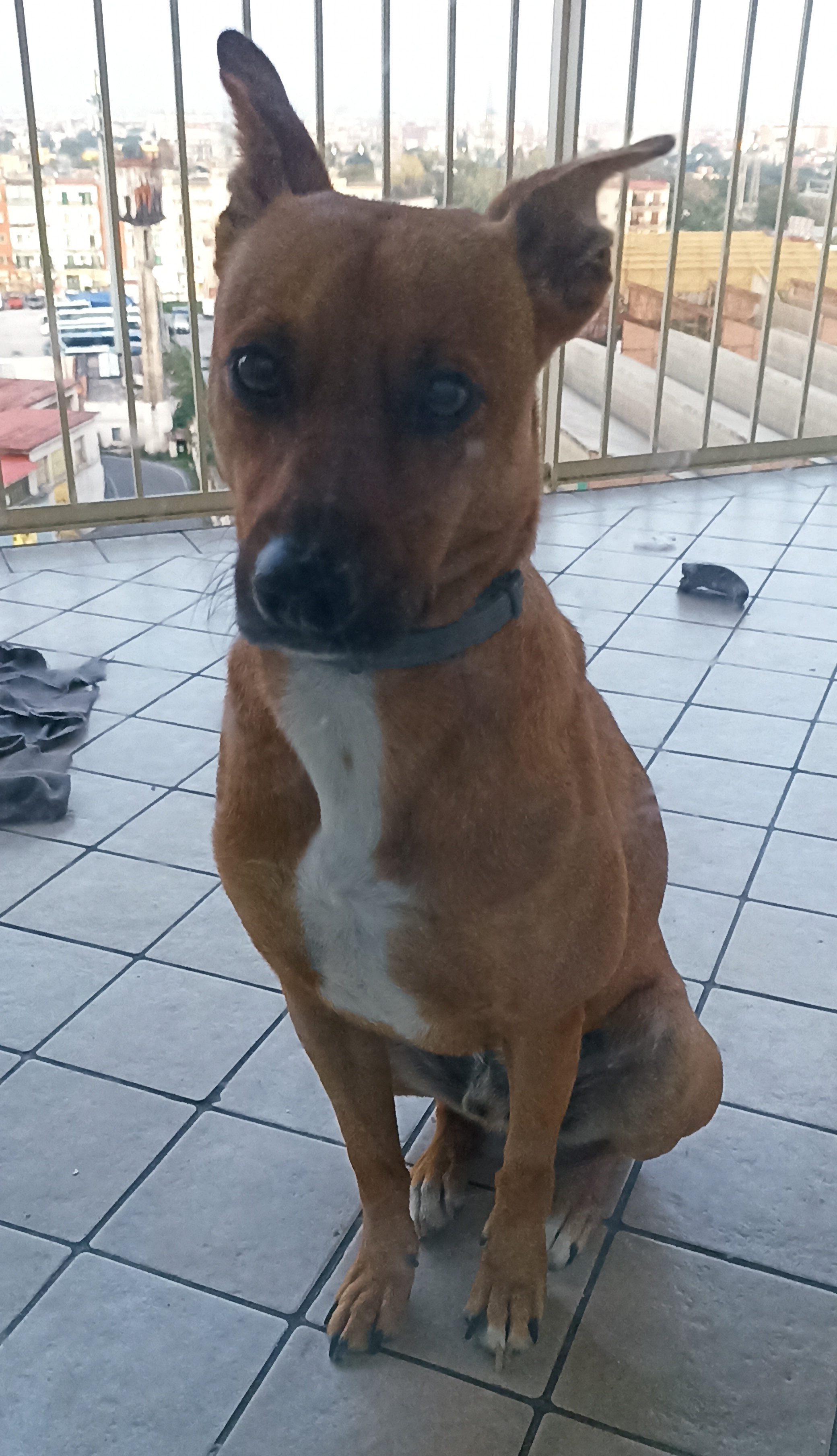 Axel 2 Anni,Vaccinato Castrato E Chippato! cane a Napoli in Regalo