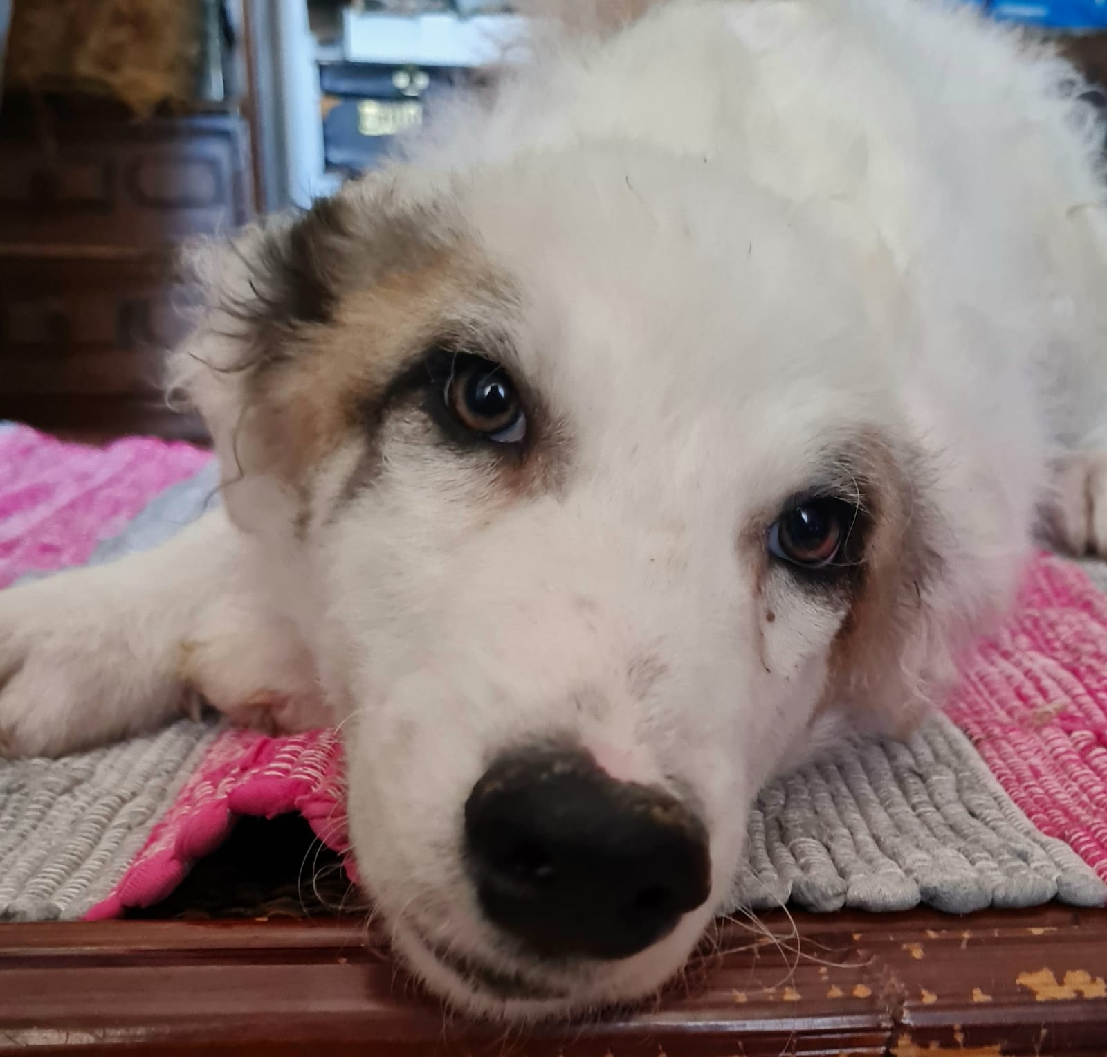 Stallo/Adozione Blanca Cucciola Taglia Media cane a Como in Regalo