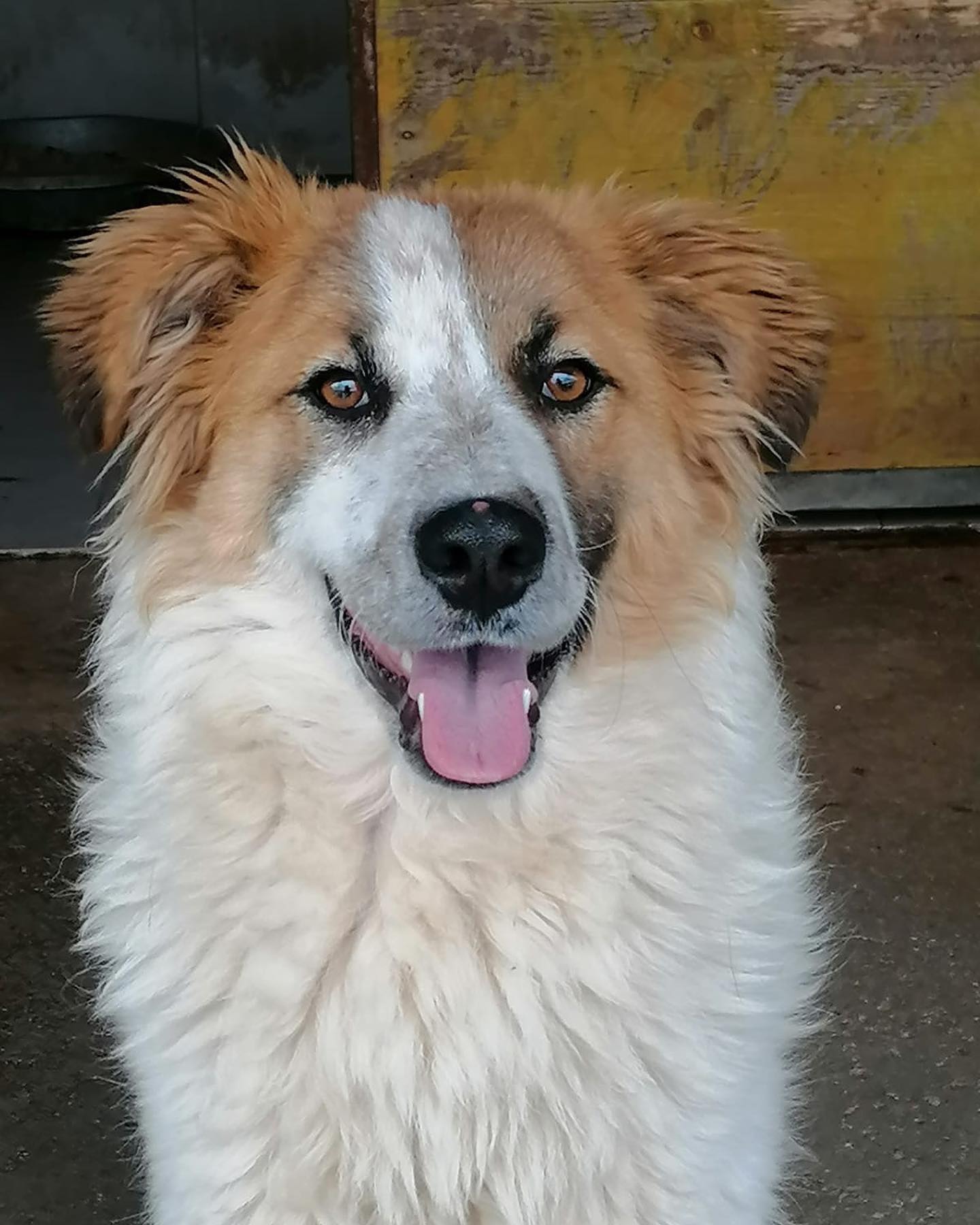 Cleopatra Cerca Casa cane a Latina in Regalo