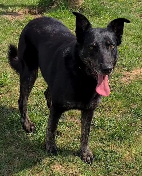 Beth, Splendido Pastore Nero Merita L"Amore Di Una Famiglia cane a ...