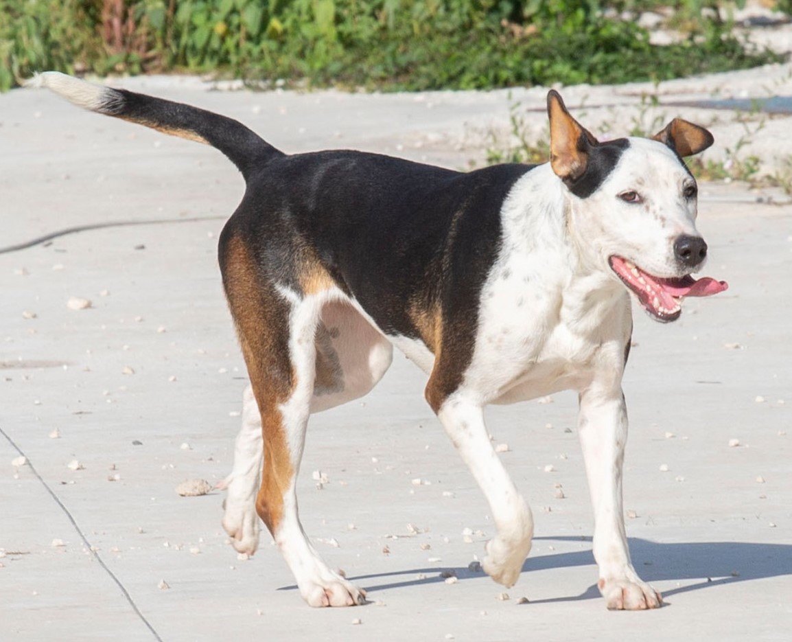La Dolcissima Cleopatra cane a Frosinone in Regalo