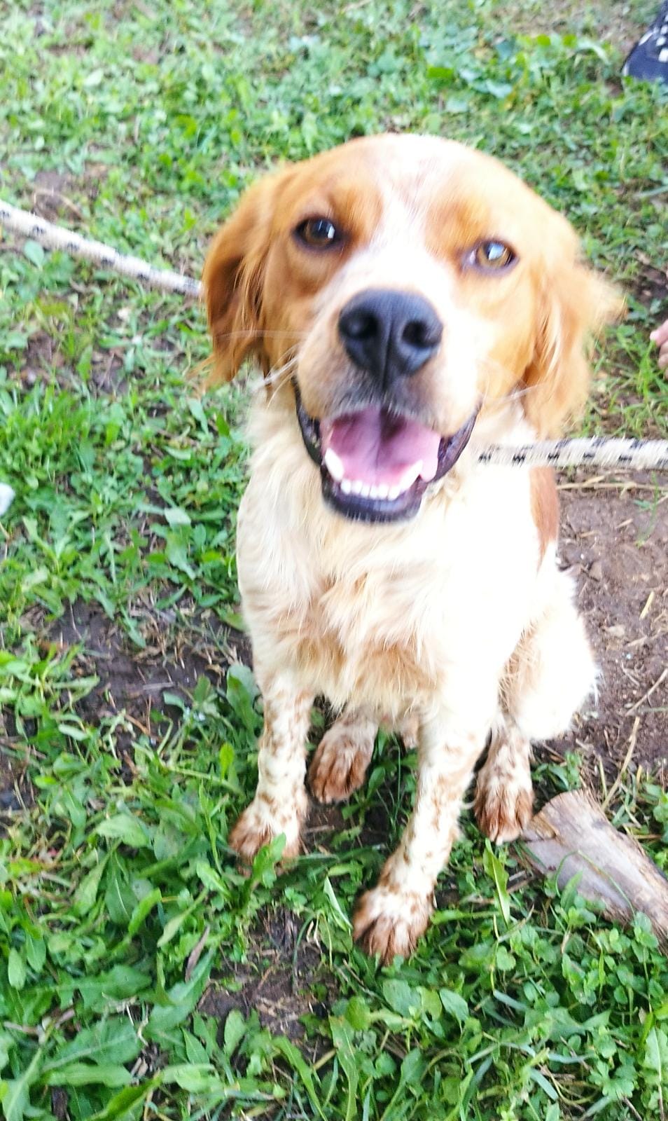 Alex Splendido Simil Breton cane a Grosseto in Regalo