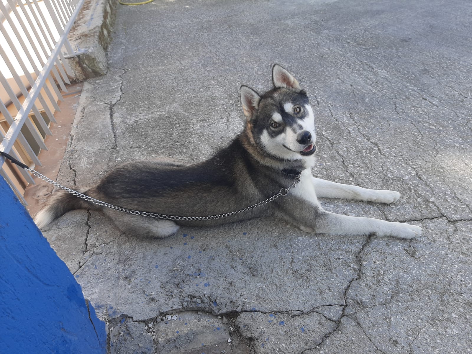 Raul, Bellissimo Husky cane a Firenze in Regalo