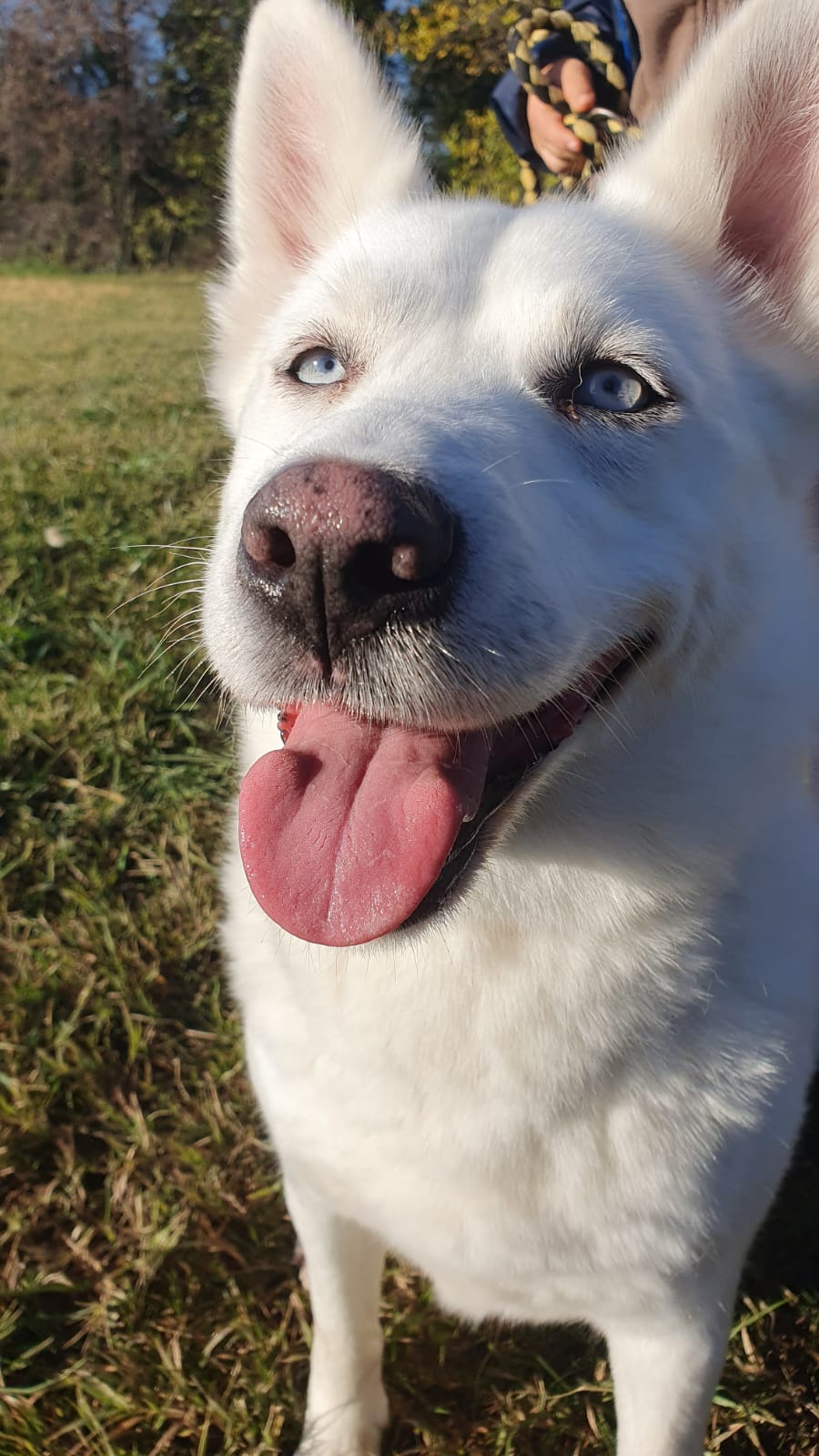 Siberian Husky 3 Anni cane a Limbiate in Regalo