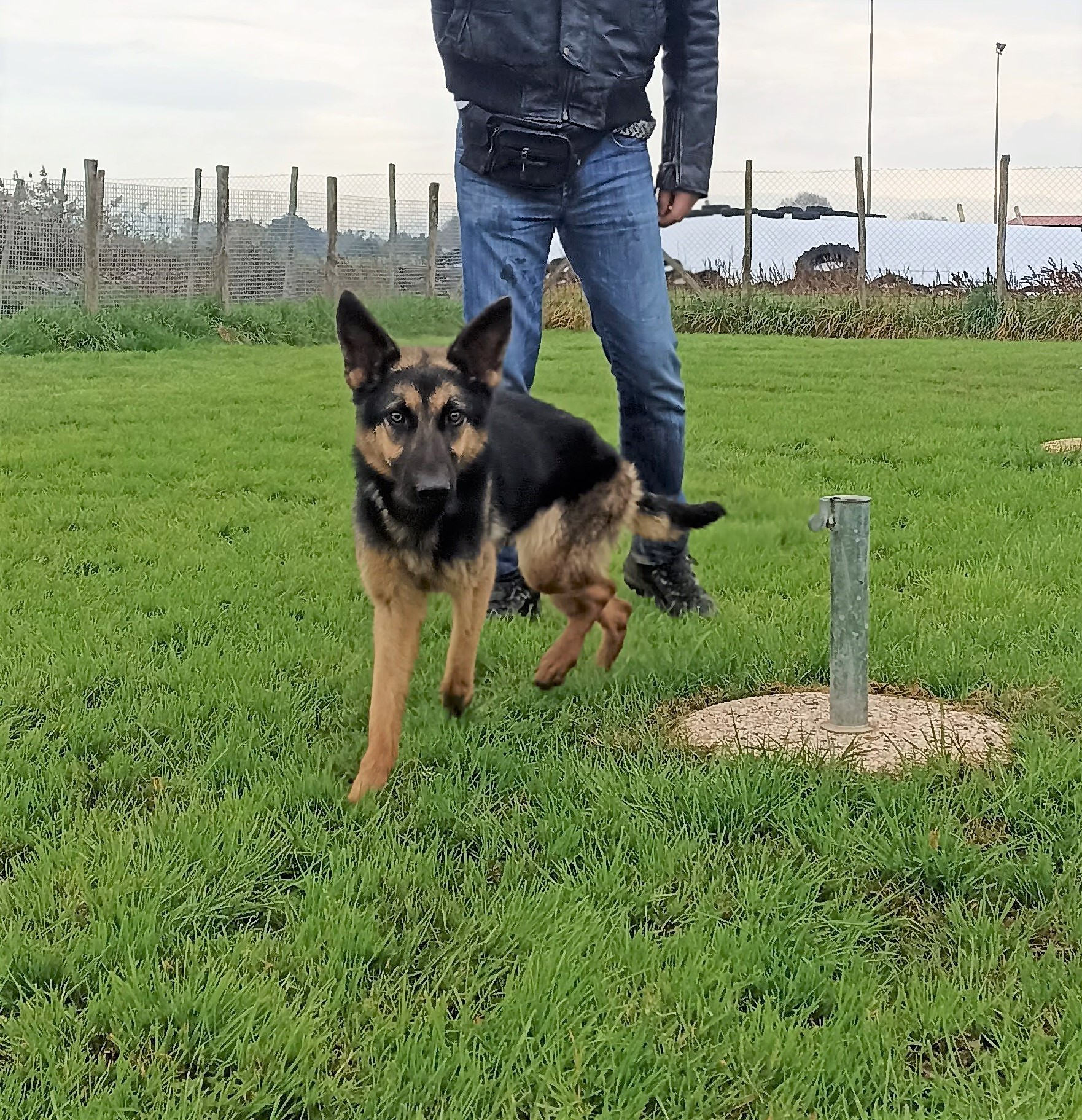 Lupetta Meravigliosa Cucciolona Di Pastore Tedesco cane a Latina in Regalo
