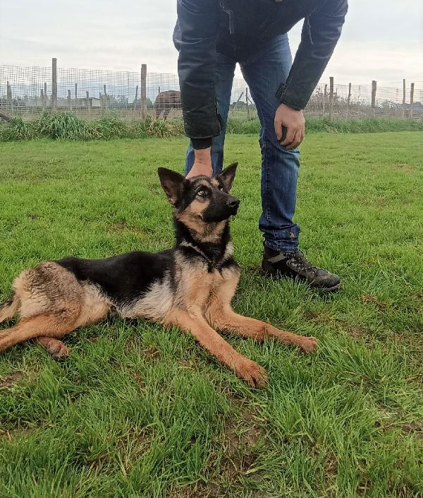 Lupetta Meravigliosa Cucciolona Di Pastore Tedesco cane a Latina in Regalo