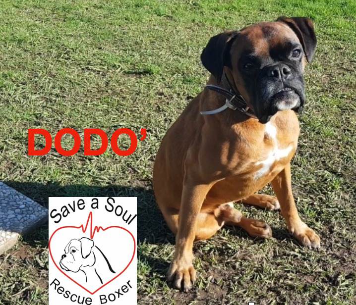 Dodò Boxer Puro Di 8 Anni cane in Regalo