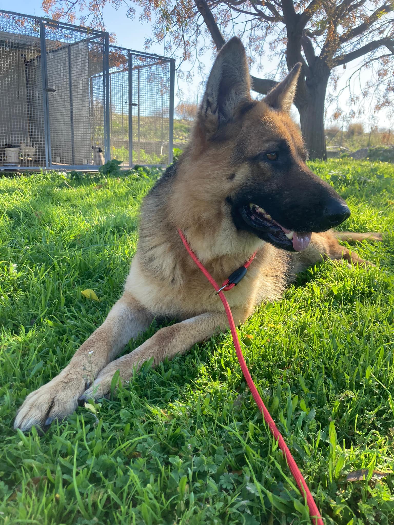 Kelly, Pastore Tedesco Femmina Cerca Casa cane a Corigliano Calabro in ...