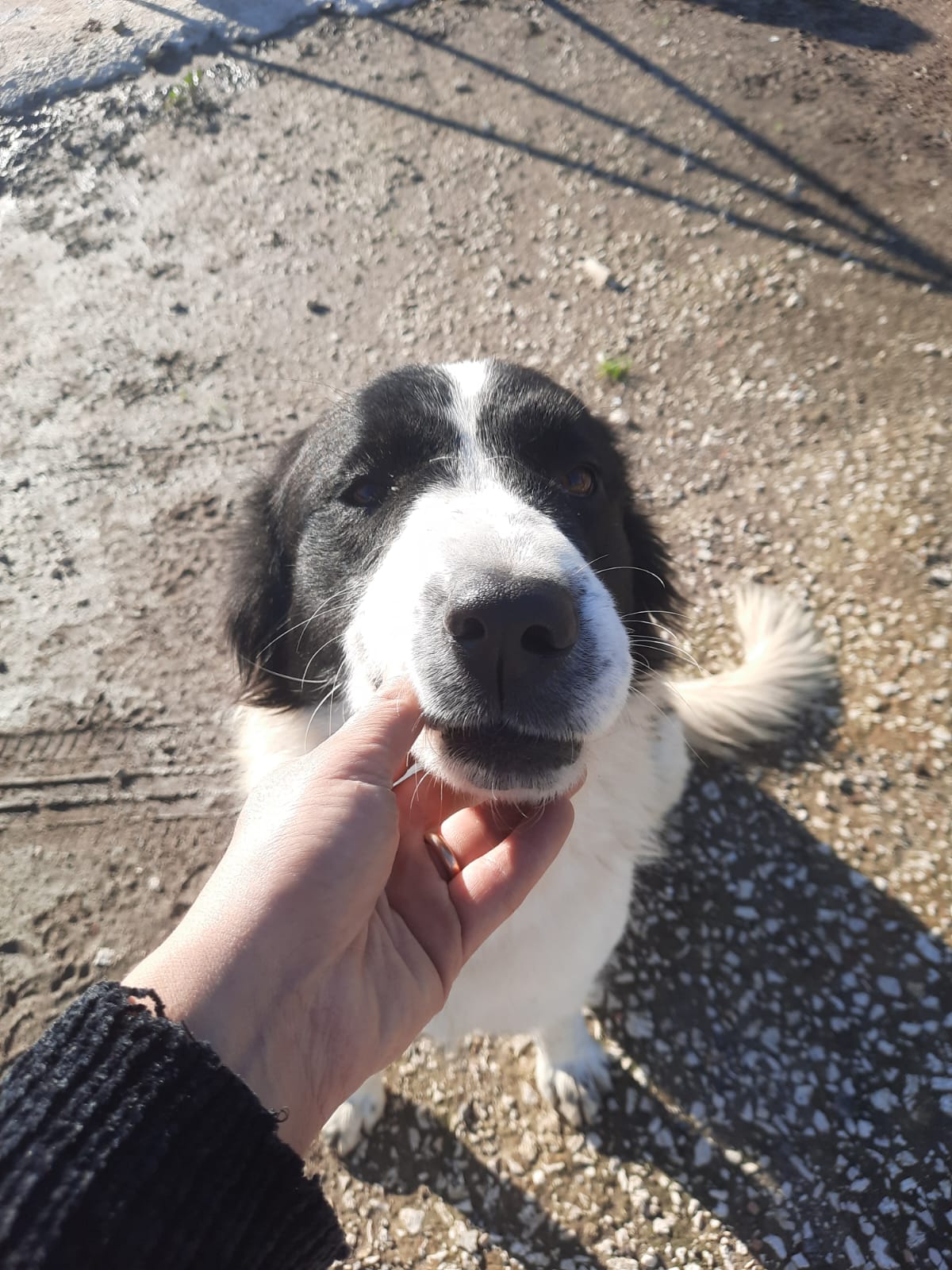 Fatima Meravigliosa Simil Pastore Taglia Media cane a Grosseto in Regalo
