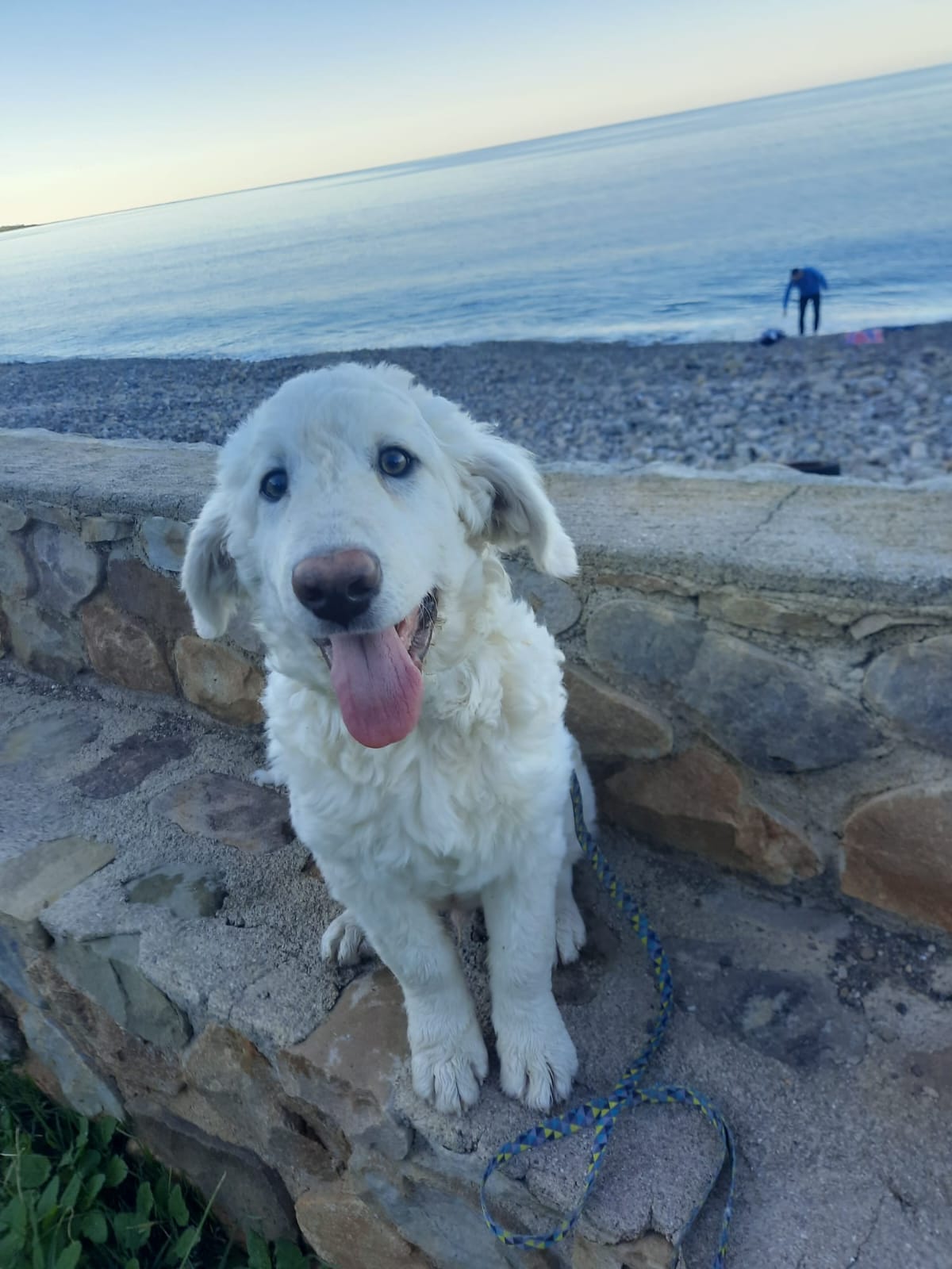 Leo💙 cane a Sant'agata Di Militello in Regalo