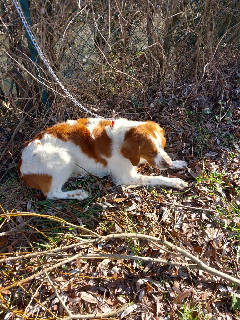 Adozione Breton Puro cane in Regalo