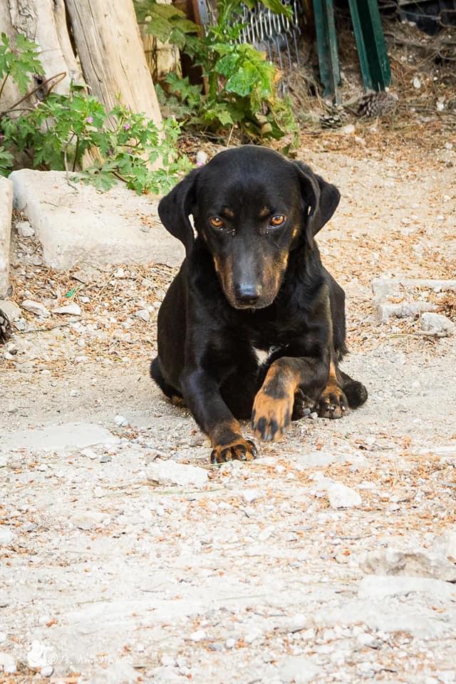Milo Cerca La Giusta Famiglia cane a Vico Del Gargano in Regalo