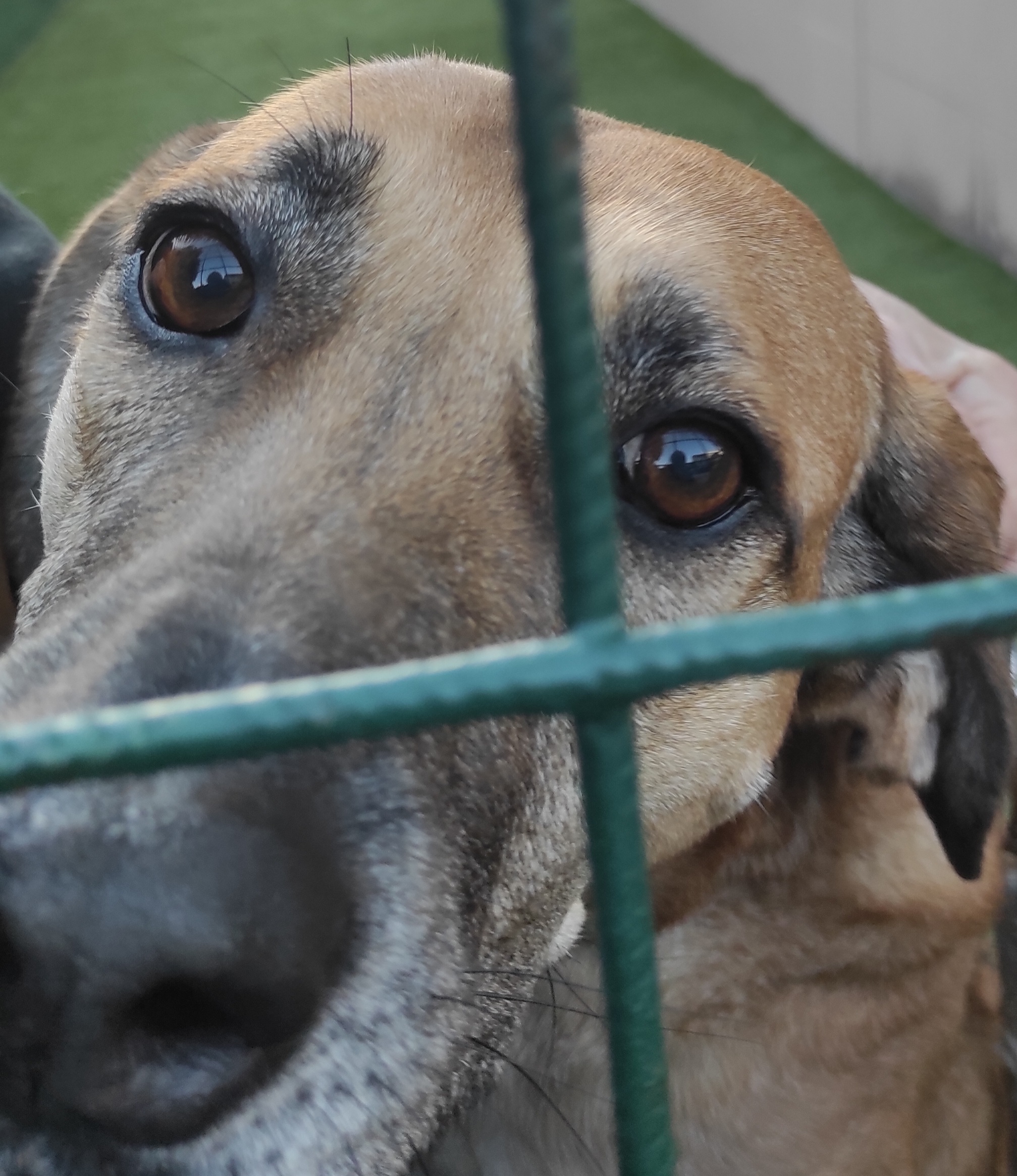 Cleopatra, Stupenda E Sfortunata cane a Arenzano in Regalo