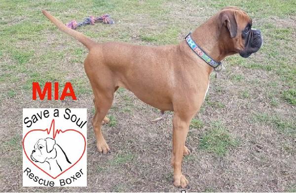 Mia Boxer Pura Di 5 Anni In Adozione cane a Milano in Regalo