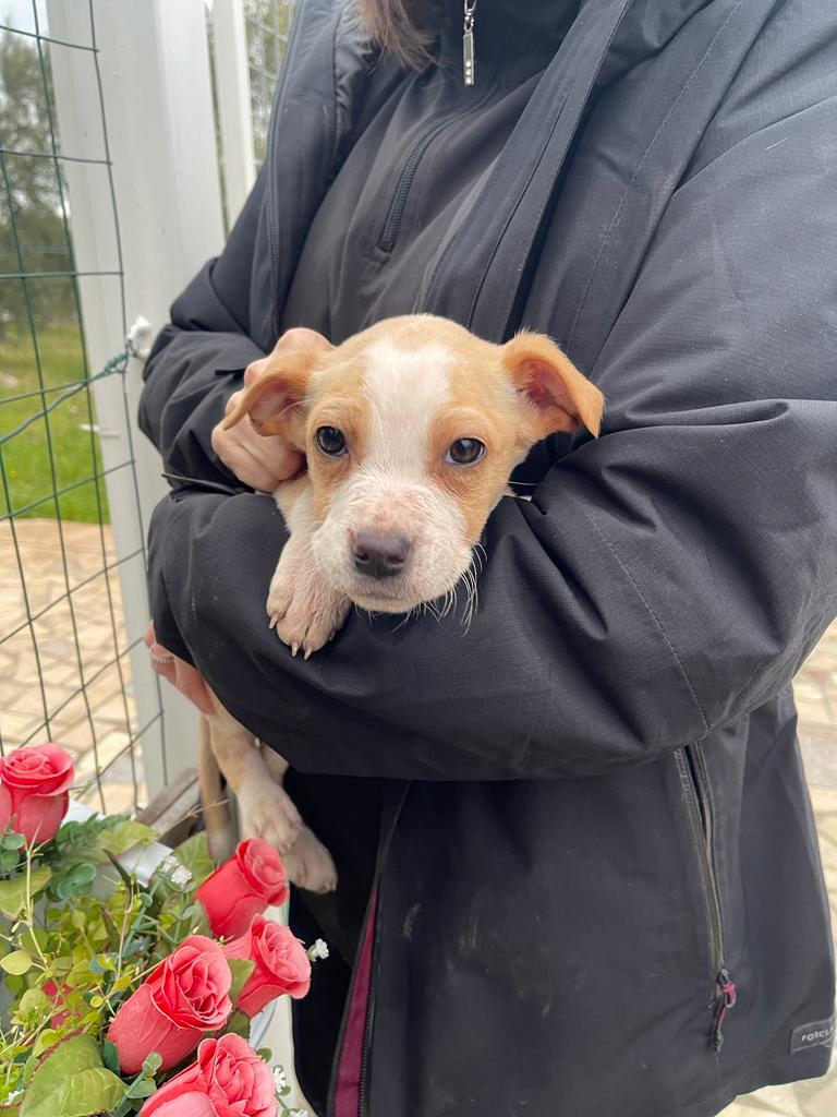 Becky Cucciola Due Mesi Taglia Medio Piccola cane a Ferrara in Regalo