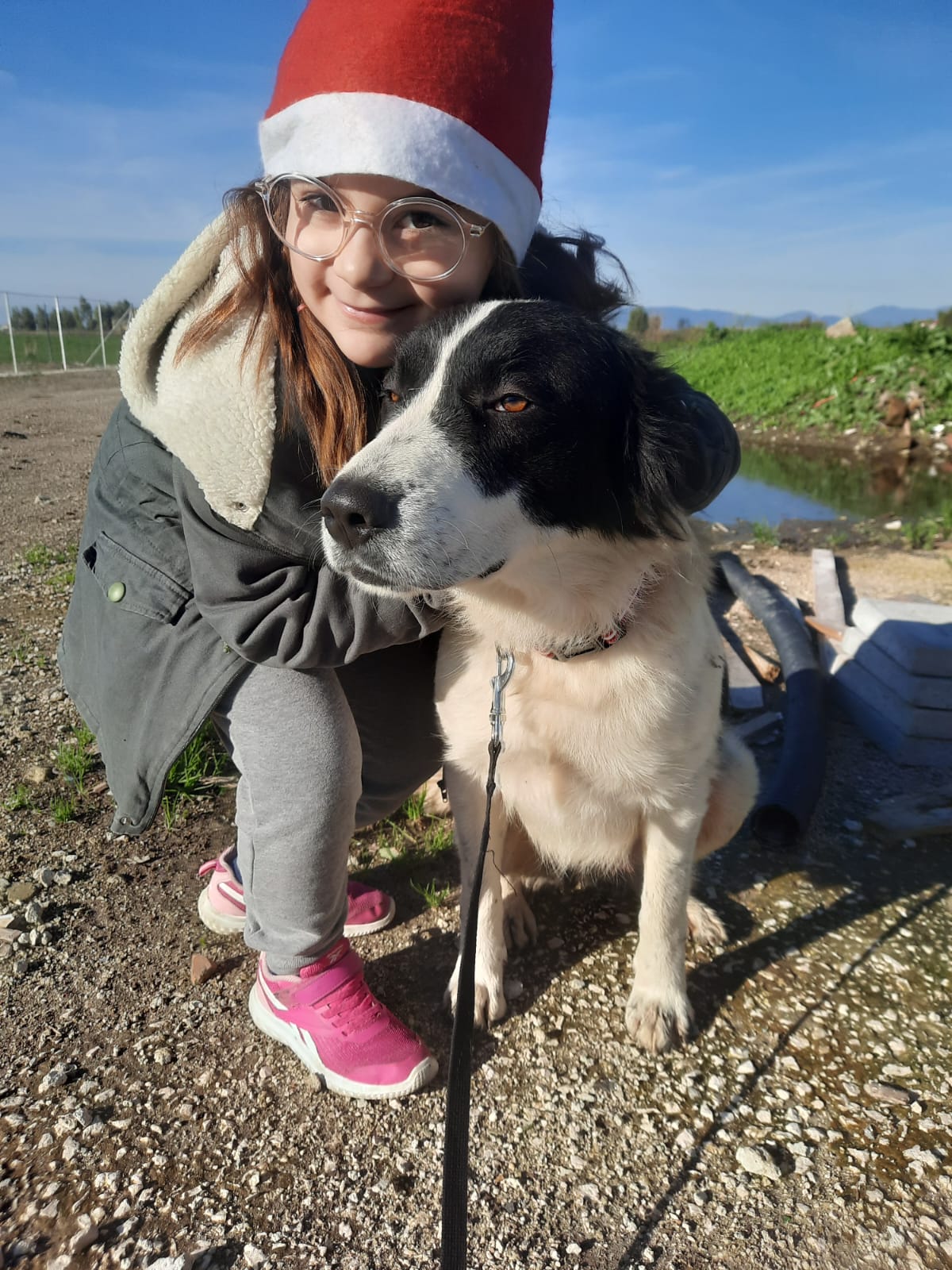 Fatima, Simil Pastore Di 3 Anni cane a Caserta in Regalo