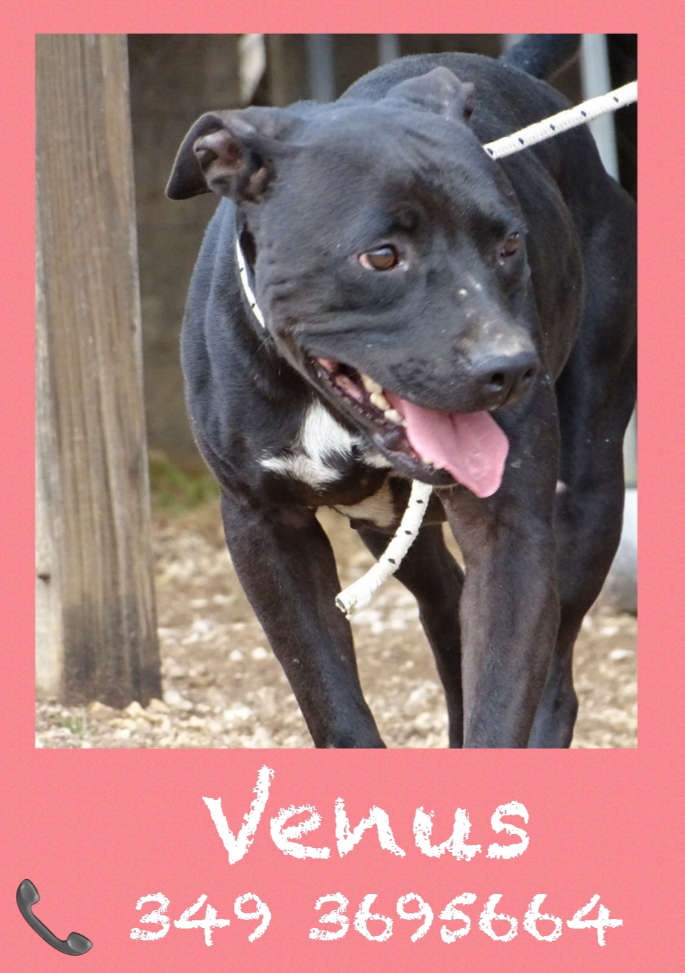 Venus Pit Affettuosa cane a Nettuno in Regalo