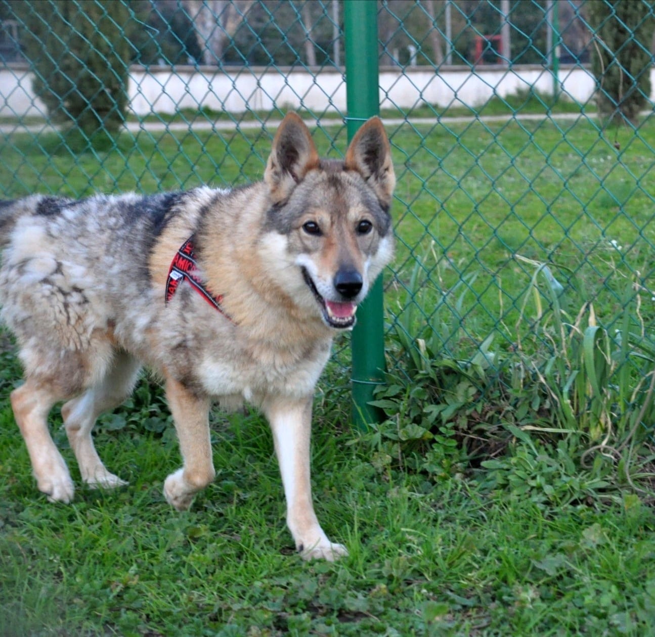 Skyler Femmina Di Lupo Cecoslovacco cane a Romano Canavese in Regalo