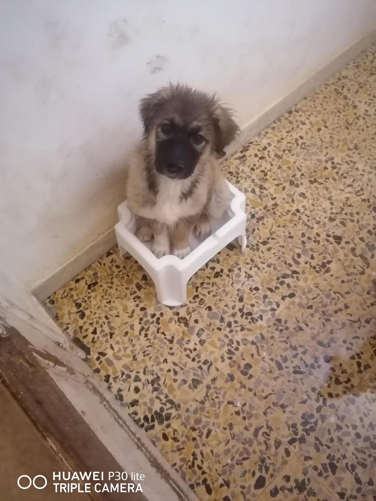 Pucci Splendida Cagnolina Futura Taglia Grande cane a Grosseto in Regalo