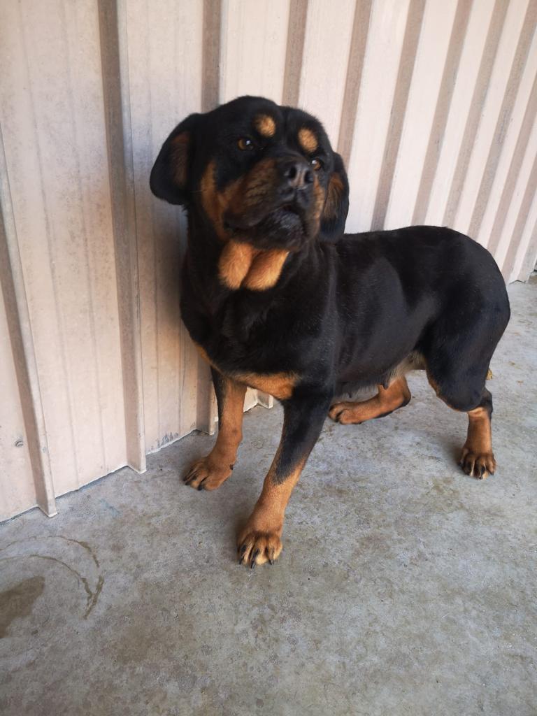 Roxy Rottweiler Di 6 Anni Cerca Casa cane a Parma in Regalo