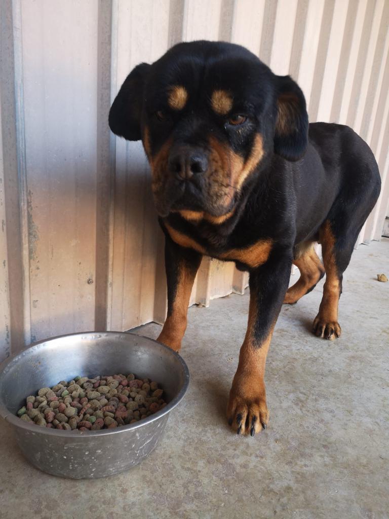 Roxy Rottweiler Di 6 Anni cane a Bolzano in Regalo