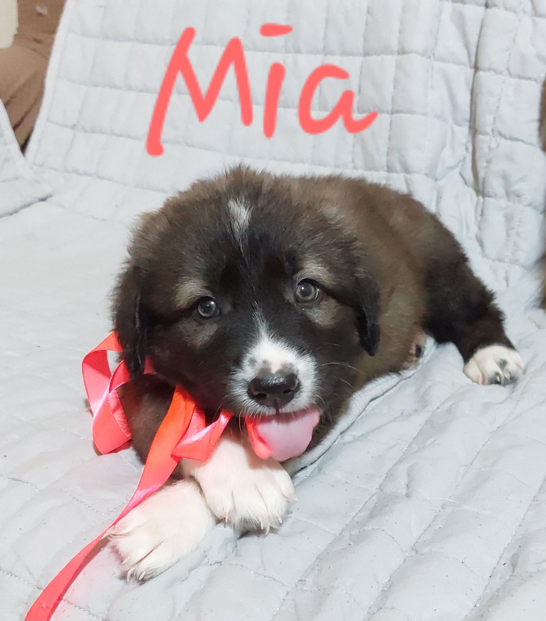 Mia Simil Border Collie cane a Castellaneta in Regalo