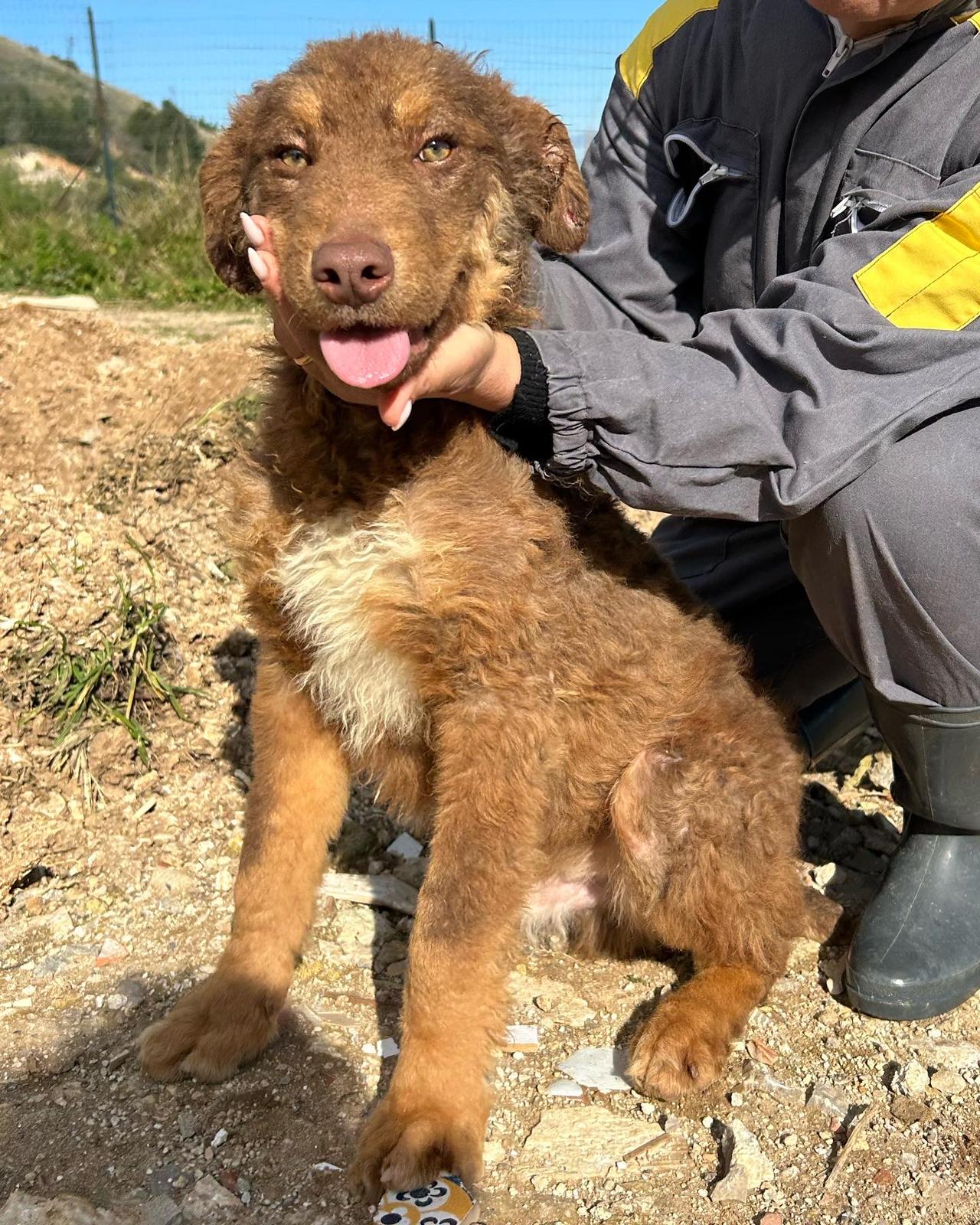 Colombo Cucciolotto Di 9 Mesi Soffre Dentro Il Box cane a Alcamo in Regalo