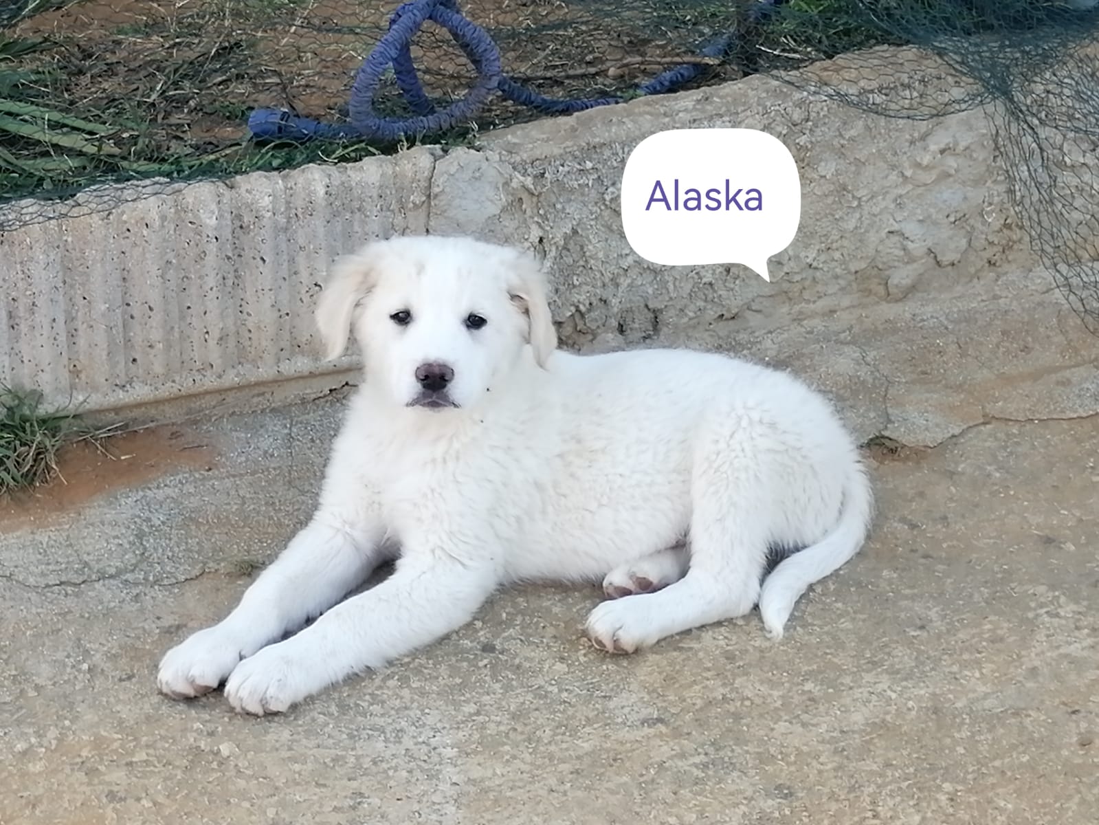 Alaska cane a Alcamo in Regalo